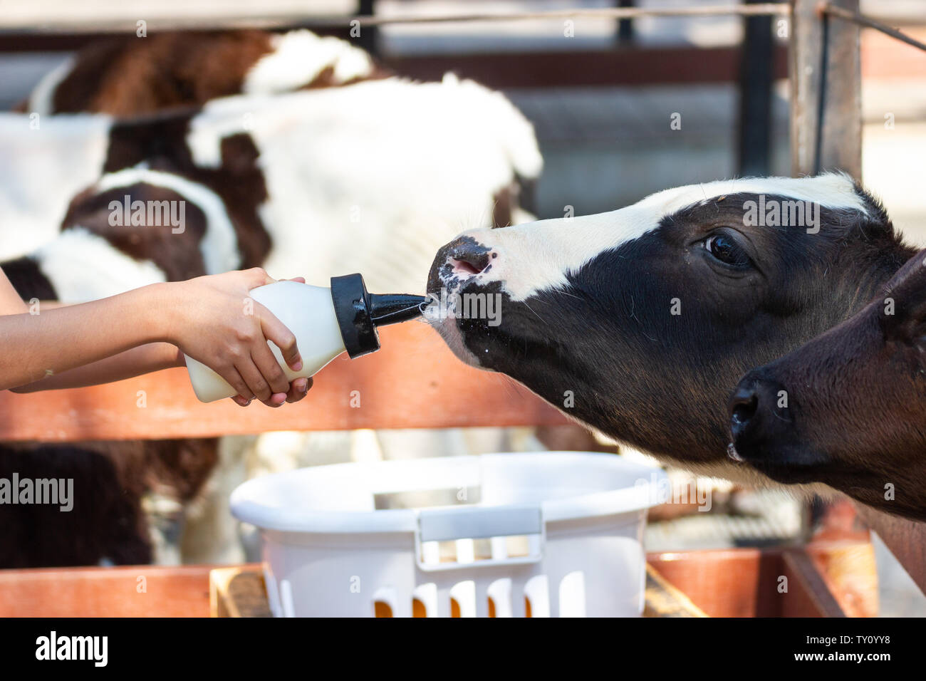 Closeup - Baby cow feeding on milk bottle by hand child in Thailand ...