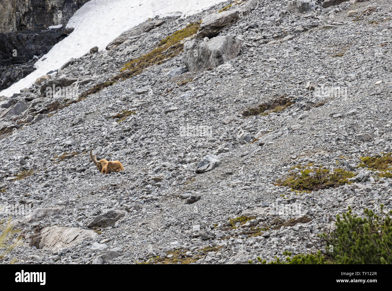 Wild animal on Alps, ibexes on the mountain slope Stock Photo - Alamy