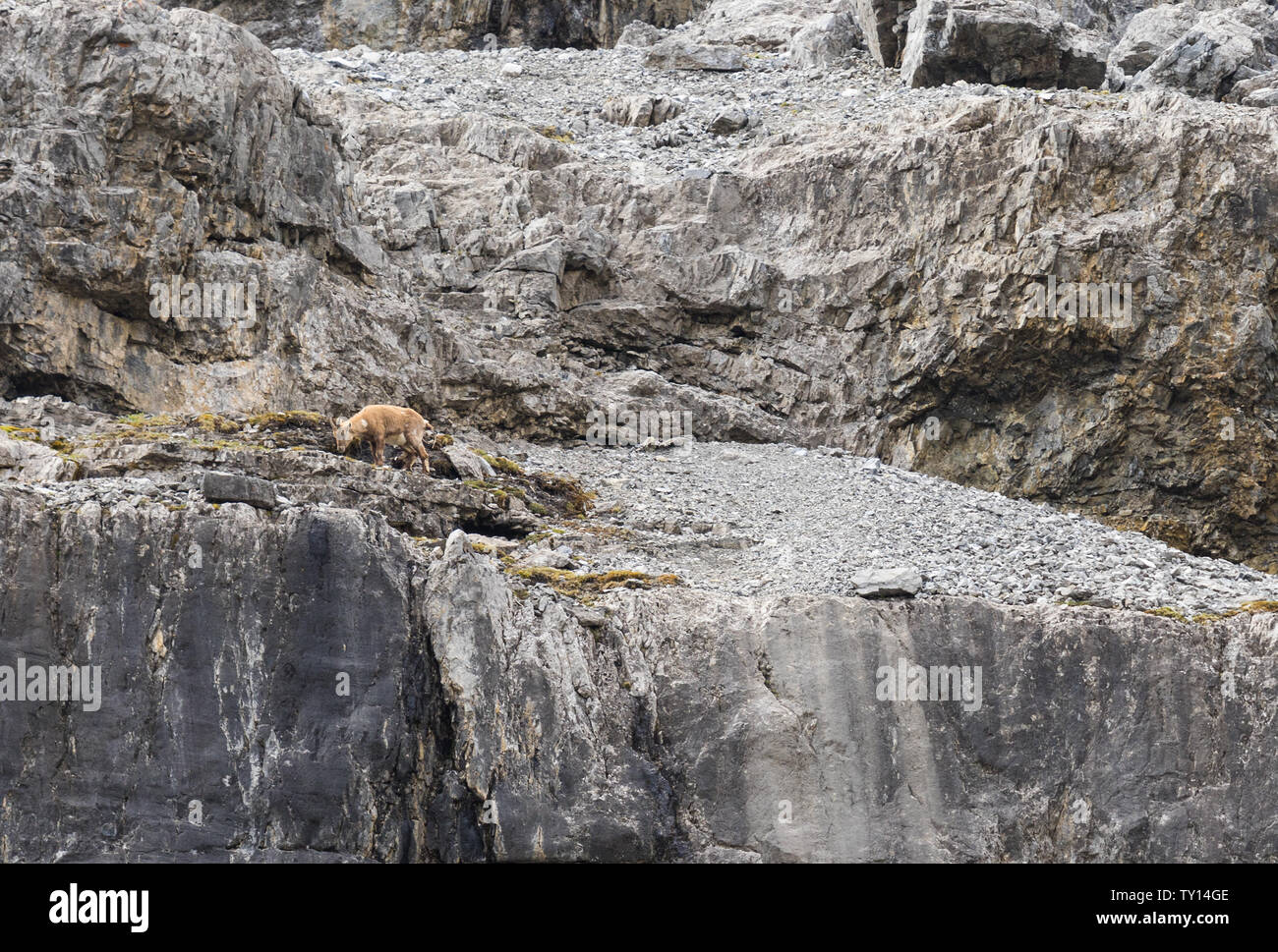 Wild animal on Alps, ibexes on the mountain slope Stock Photo - Alamy