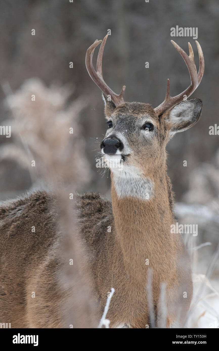 Buck with horns hi-res stock photography and images - Alamy
