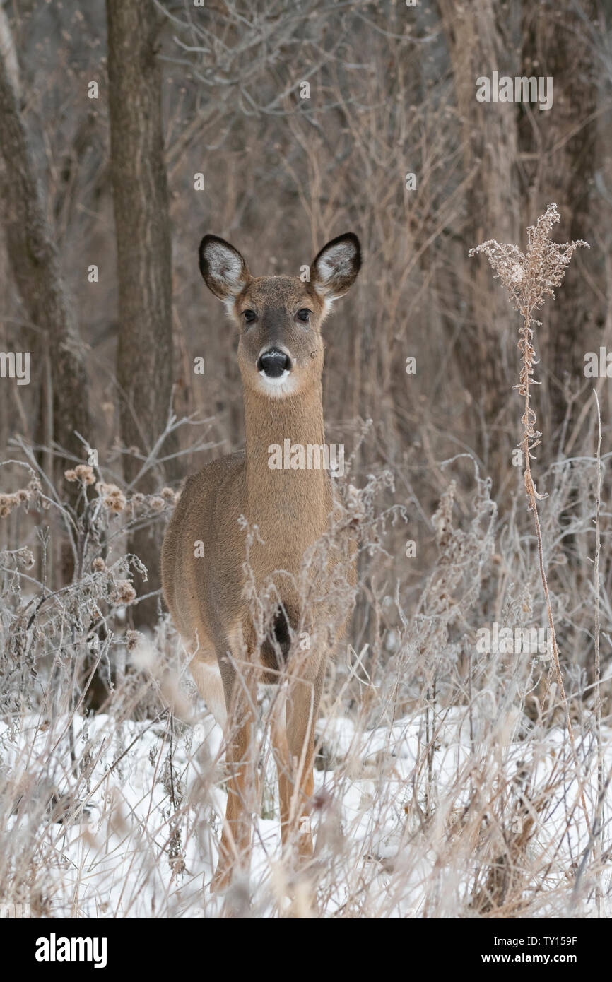White tailed deer yearling hi-res stock photography and images - Alamy