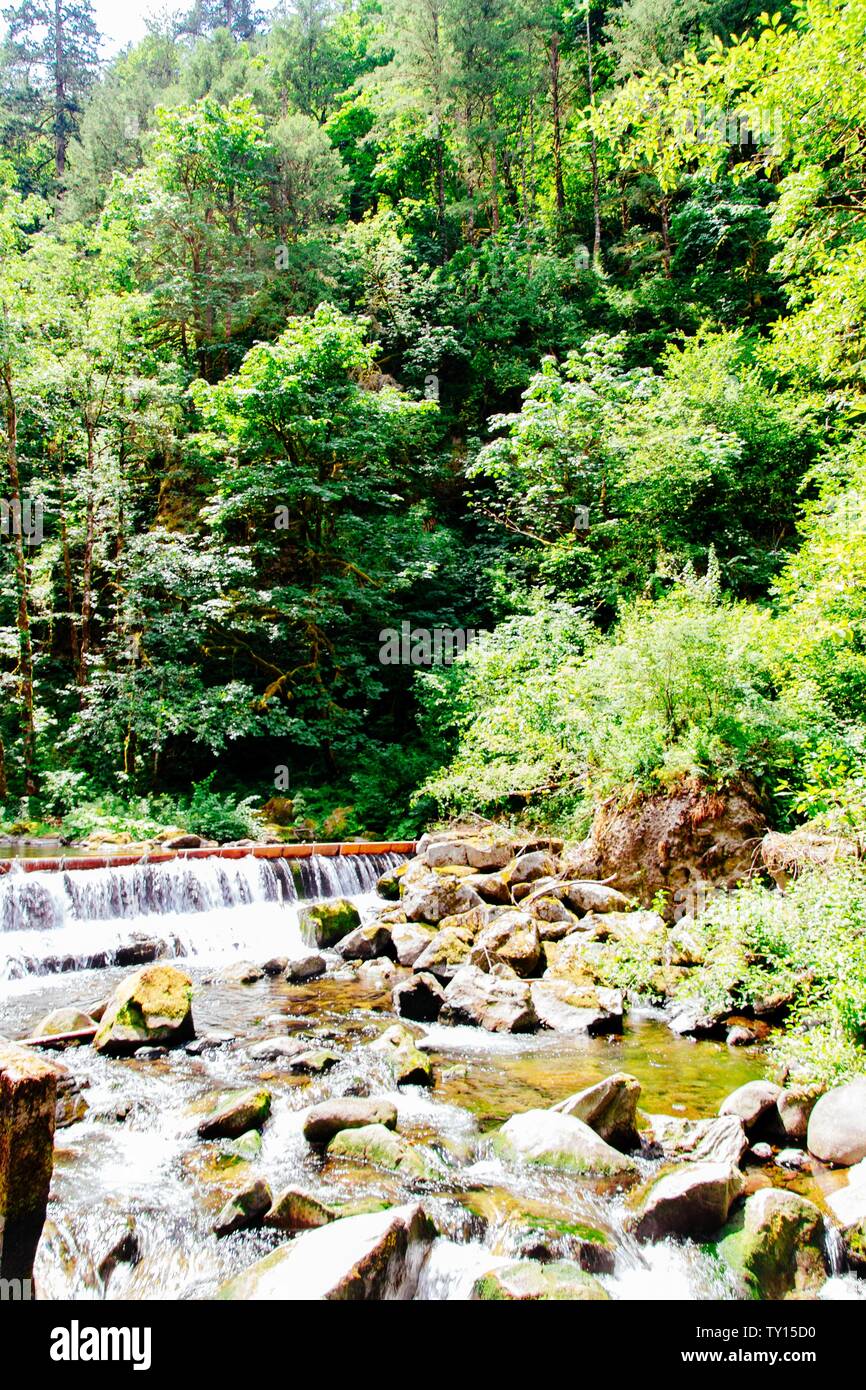 Beautiful scenery of a forest Stock Photo - Alamy
