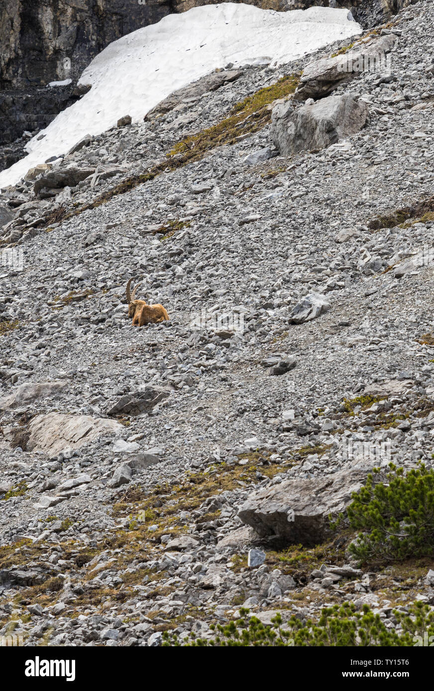 Wild animal on Alps, ibexes on the mountain slope Stock Photo - Alamy
