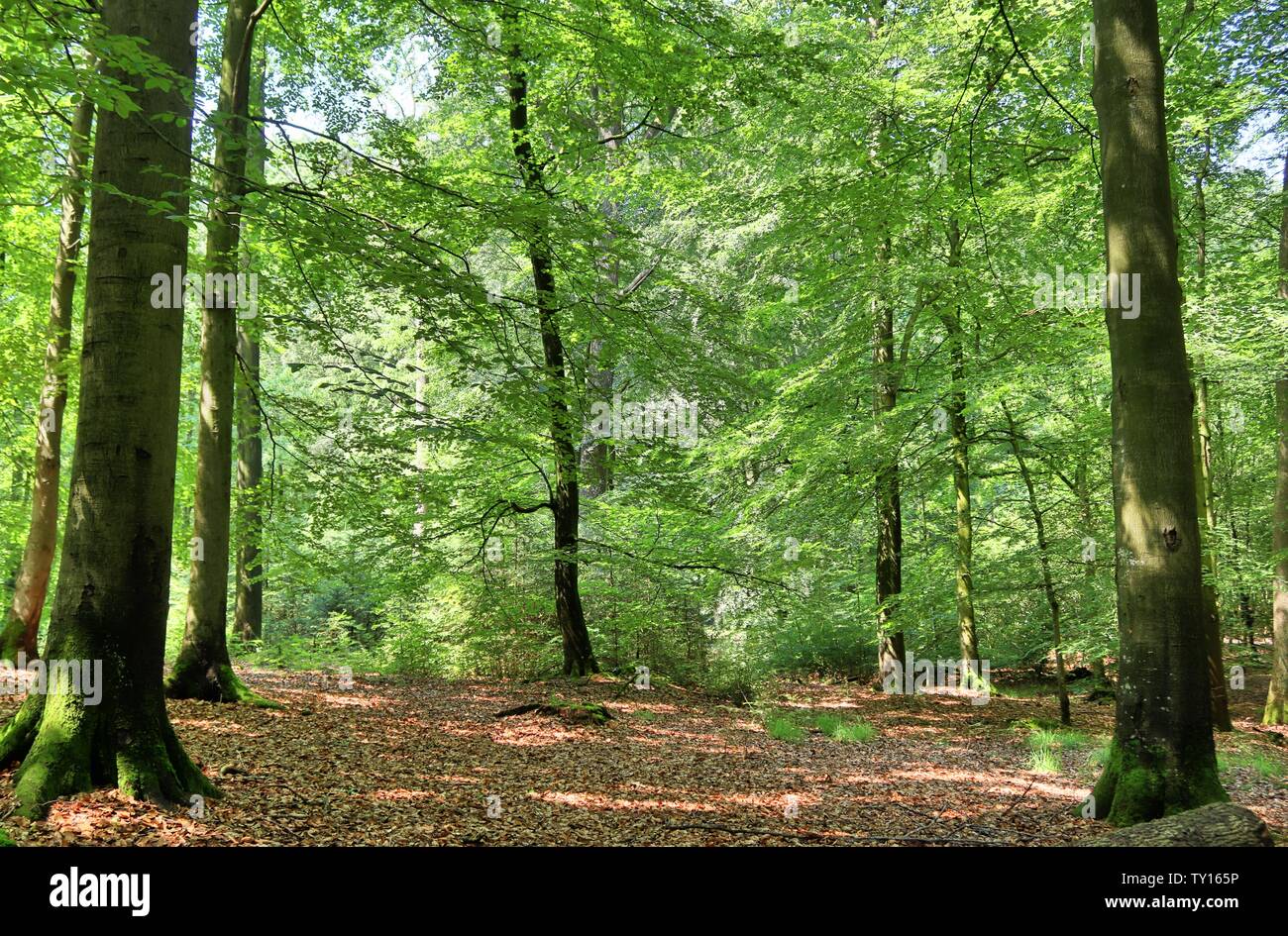 Beautiful view into a forest full of green trees Stock Photo - Alamy