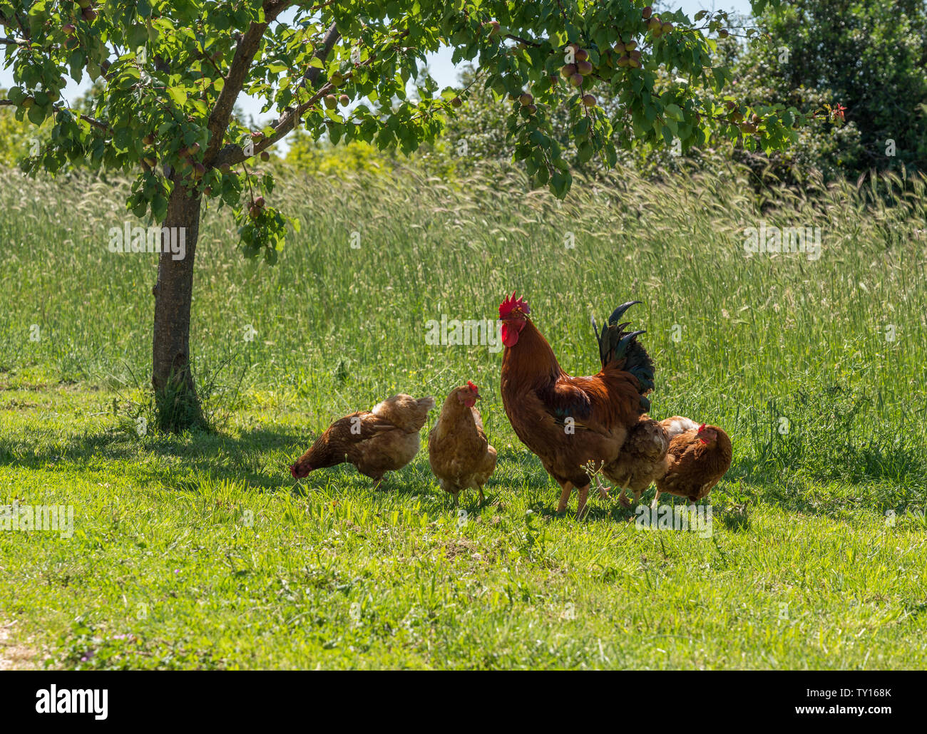 Cockerel bird domestic fowl poultry hi-res stock photography and images ...