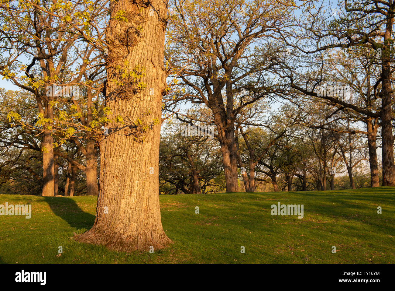White oaks (Quercus alba), early spring, May, Minnesota, USA, by ...