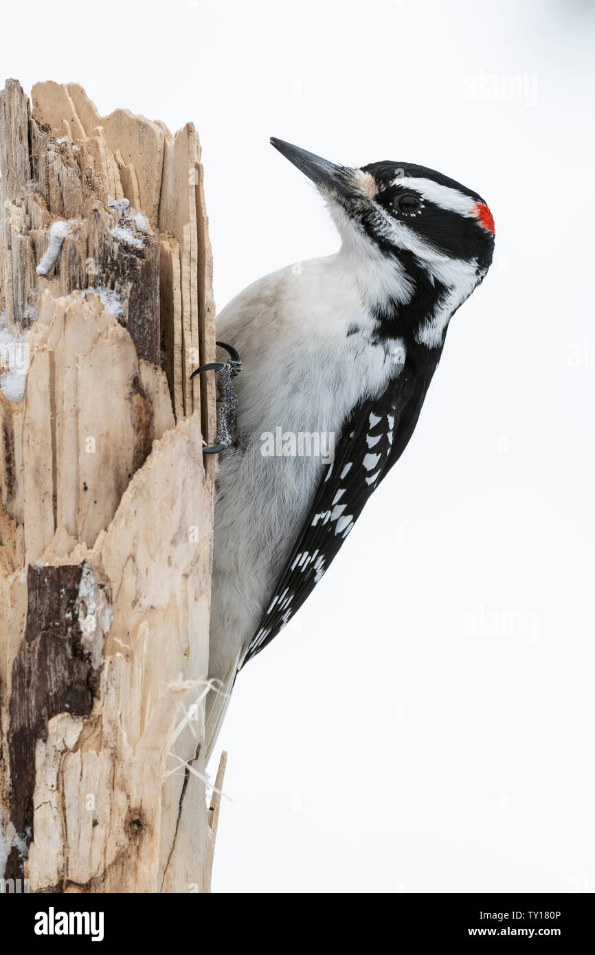 Hairy woodpecker (Picoides villosus), male, January, Eastern North ...