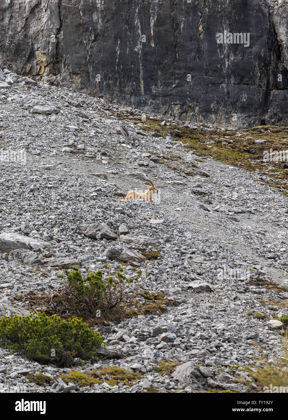 Wild animal on Alps, ibexes on the mountain slope Stock Photo - Alamy