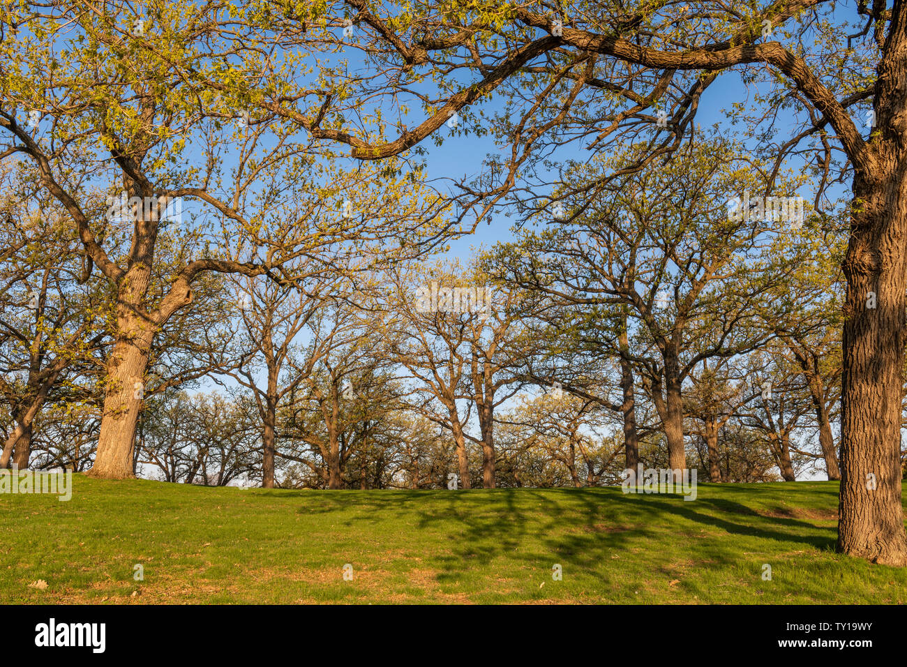 White oaks hi-res stock photography and images - Alamy