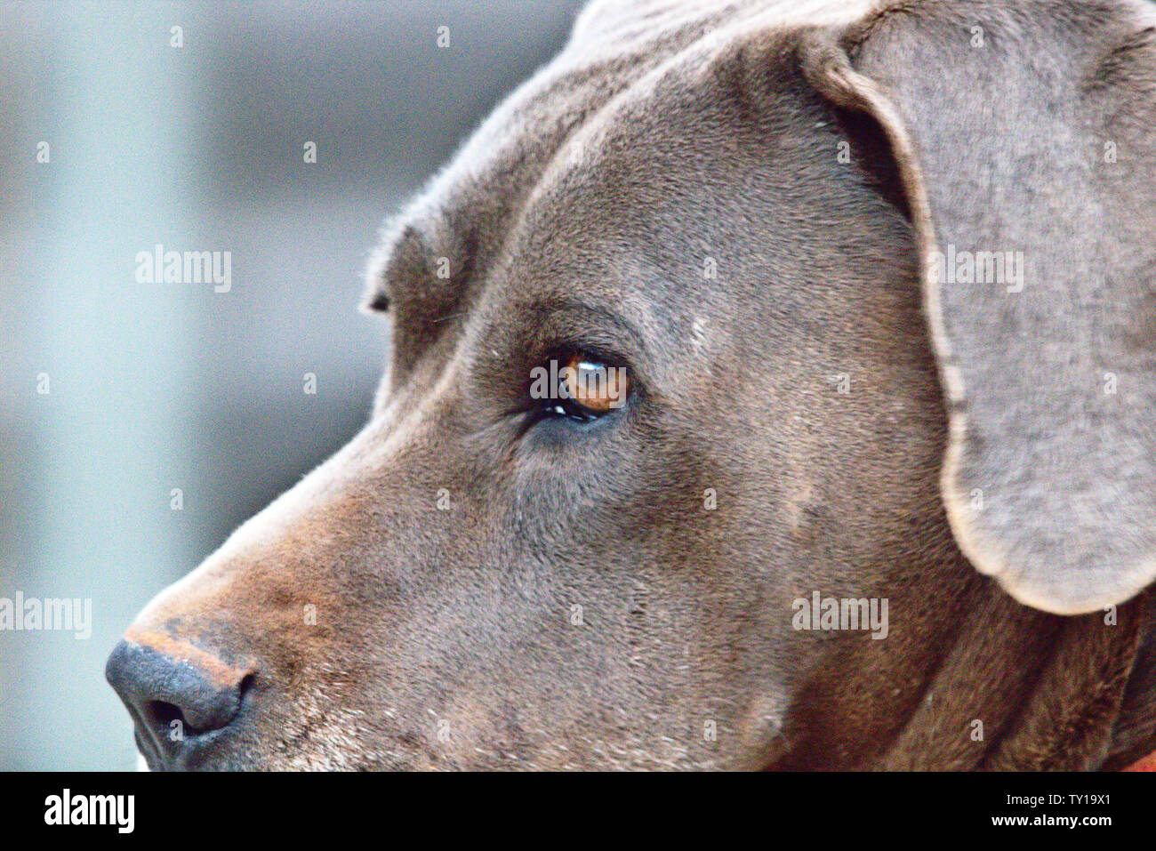 Pet deep look Stock Photo - Alamy