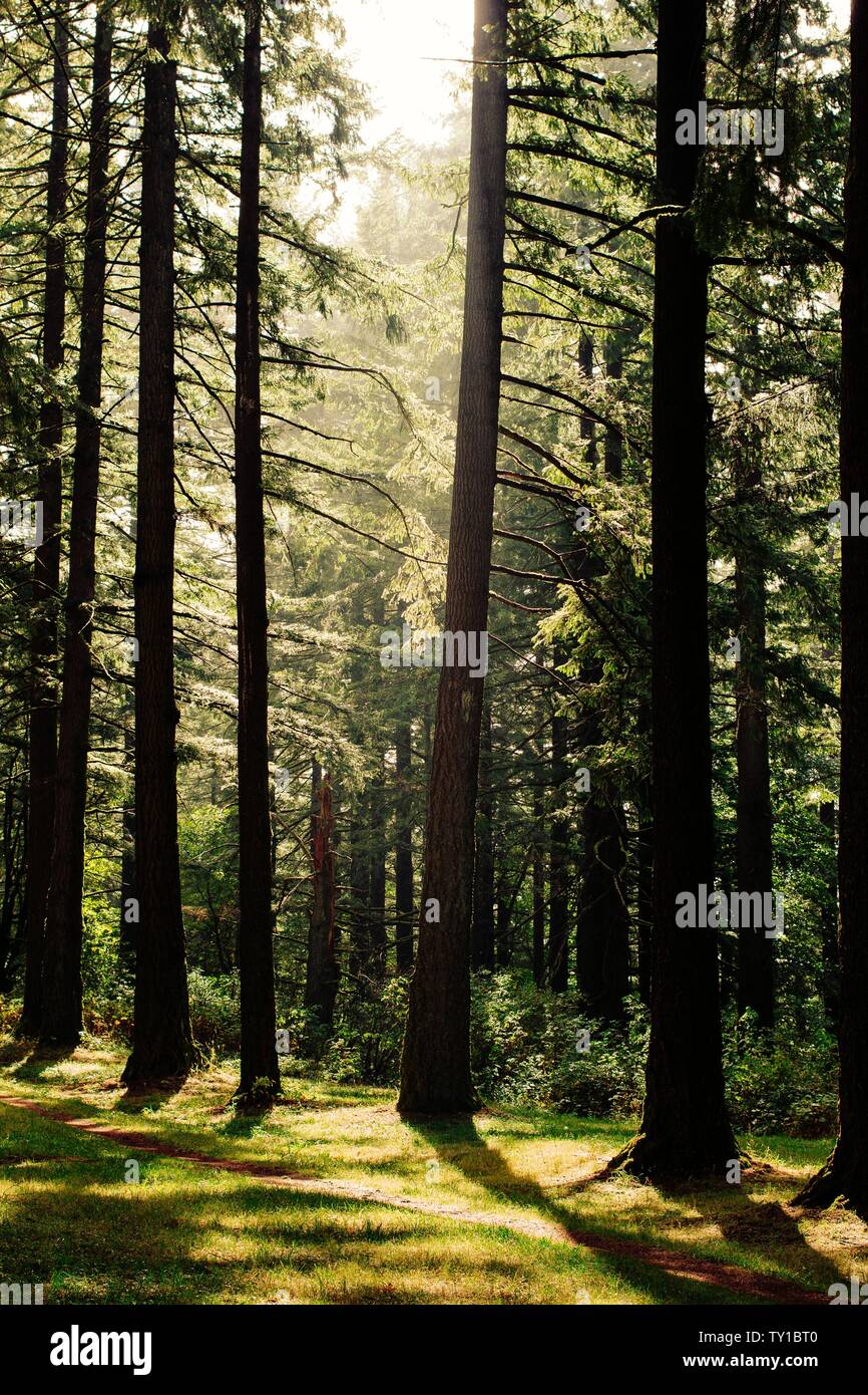 Beautiful scenery of a forest Stock Photo - Alamy