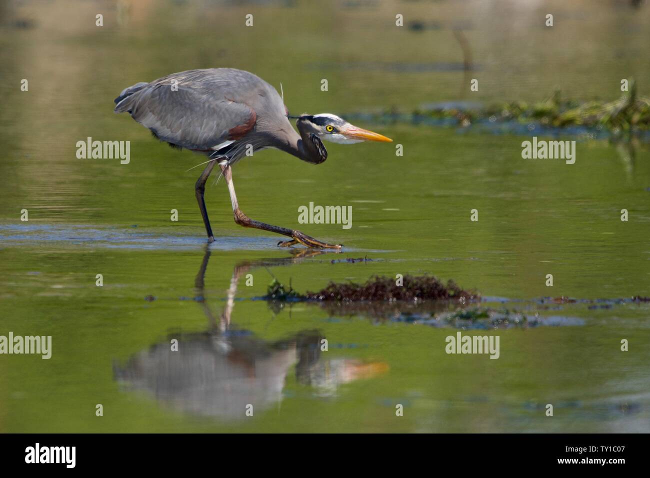Great blue heron stalks across green water of tide pool, its eye fixed ...