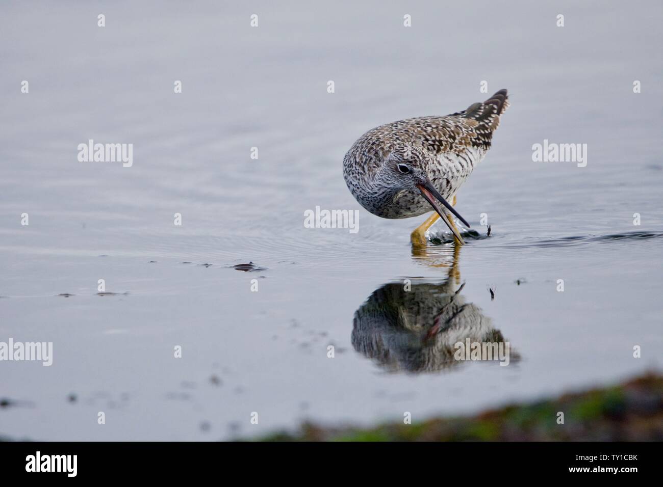 Greater yellow legs snatches at an insect as it wades in a shallow pool ...
