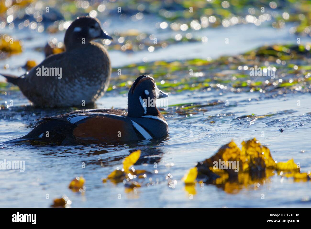 Male and female harlequin ducks float in a patch of seaweed, lit by the ...