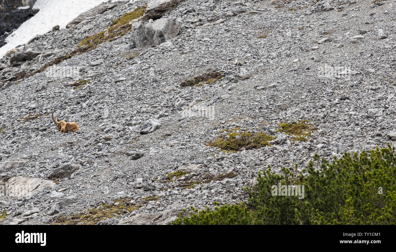 Wild animal on Alps, ibexes on the mountain slope Stock Photo - Alamy