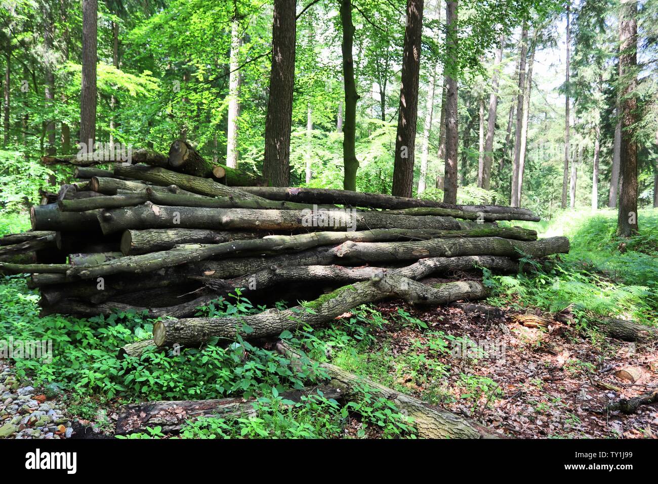 Beautiful view into a forest full of green trees Stock Photo - Alamy