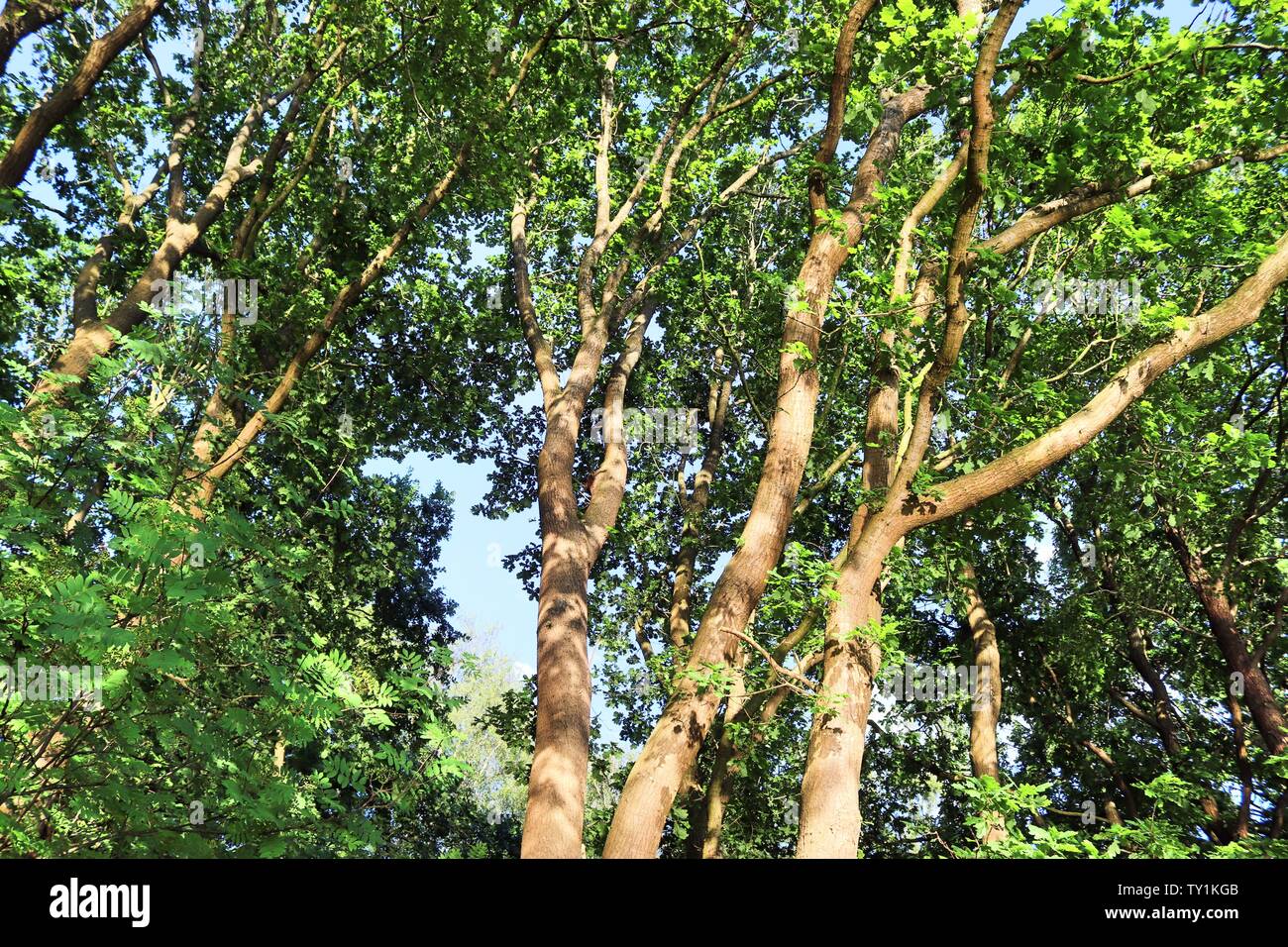 Beautiful view into a forest full of green trees Stock Photo - Alamy