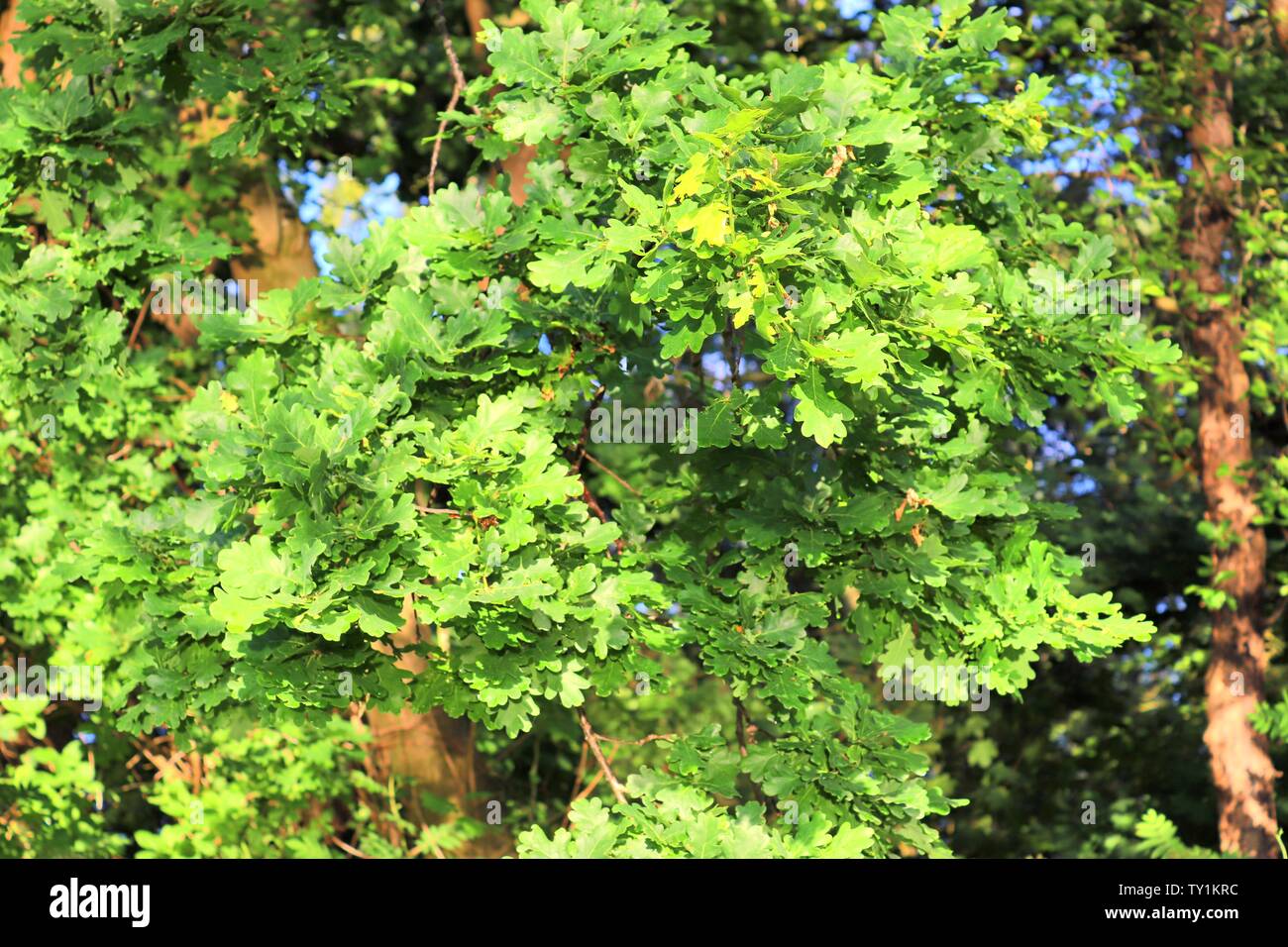 Beautiful view into a forest full of green trees Stock Photo - Alamy