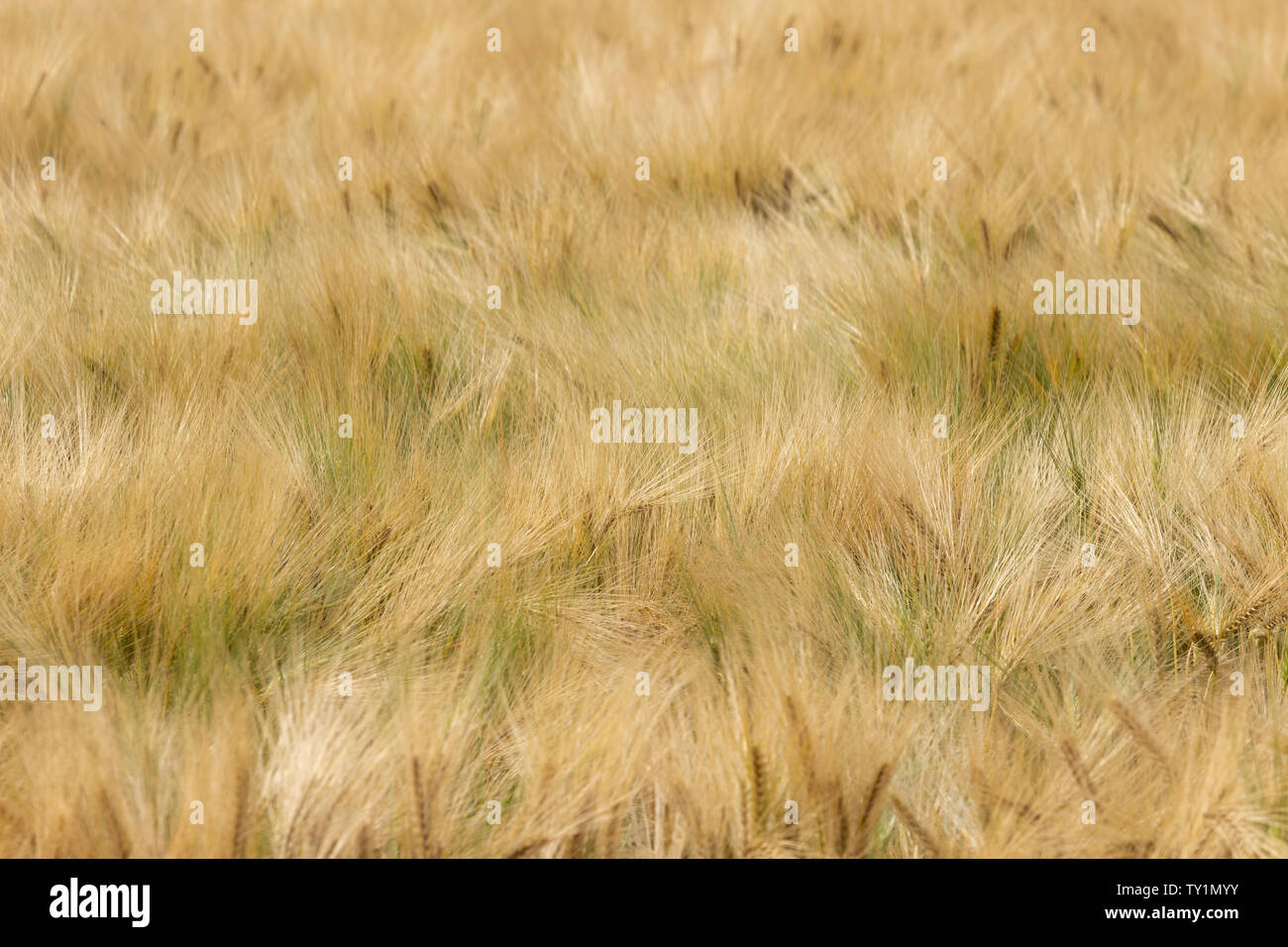 Barley texture hi-res stock photography and images - Alamy