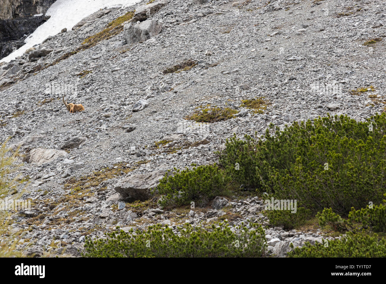 Wild animal on Alps, ibexes on the mountain slope Stock Photo - Alamy