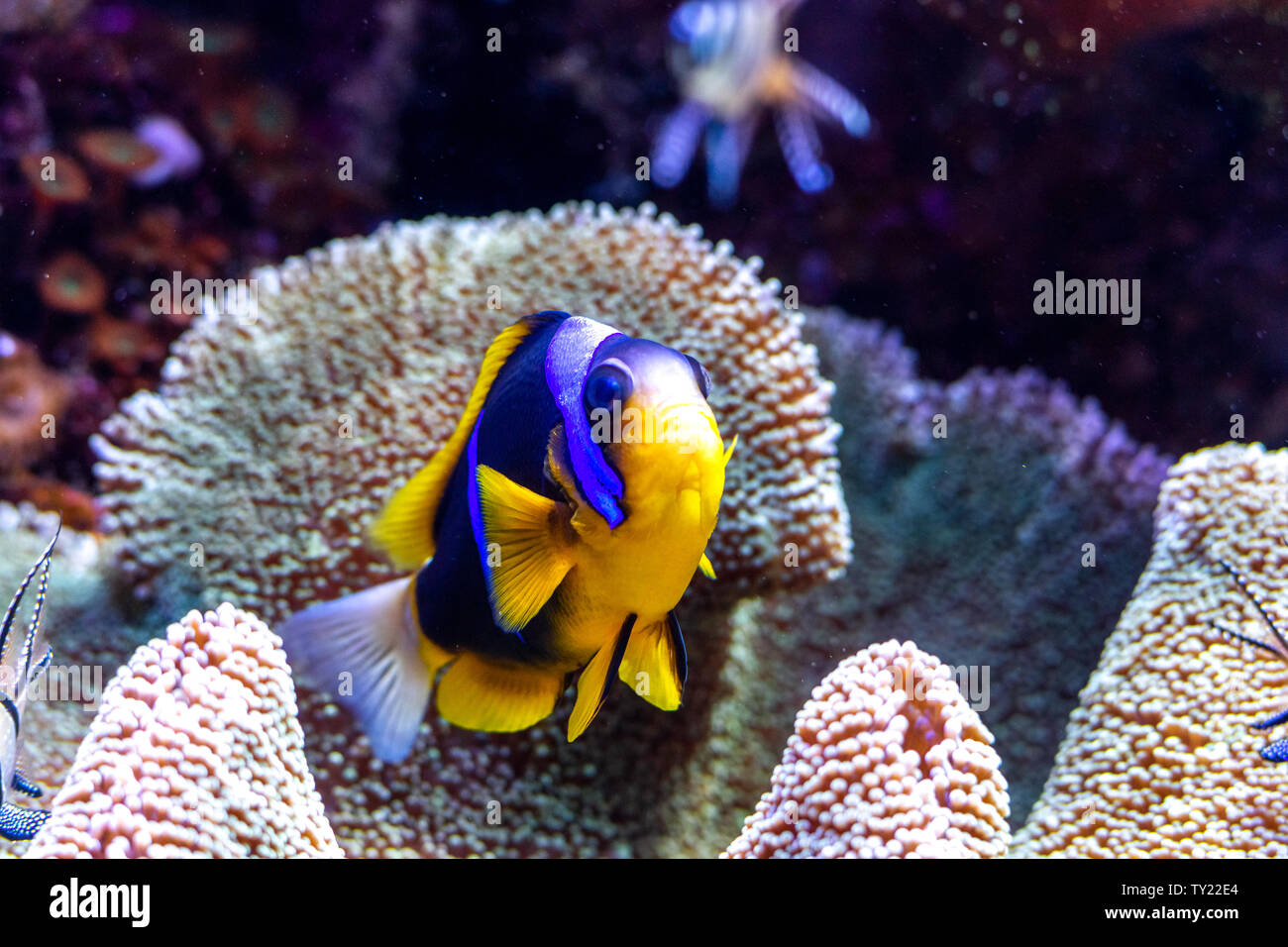 fish in a coral reef Stock Photo - Alamy