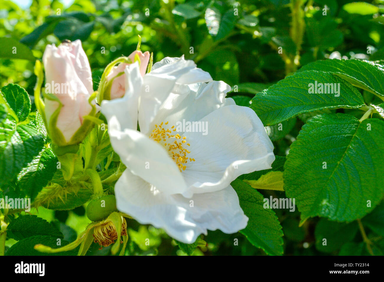 Briar flower hi-res stock photography and images - Alamy