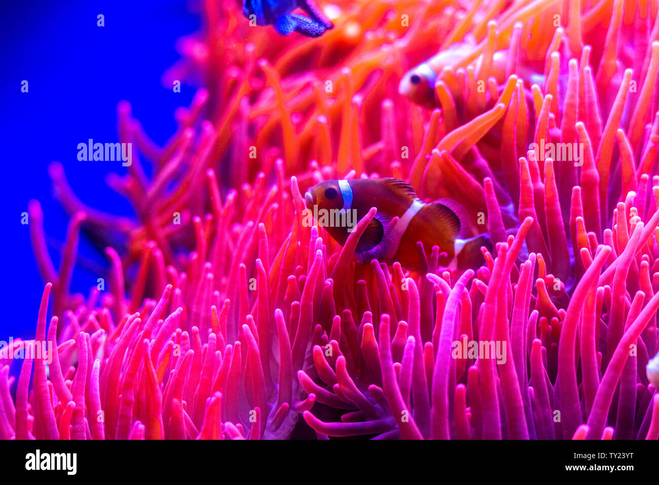 Yellow black clownfish in hi-res stock photography and images - Alamy