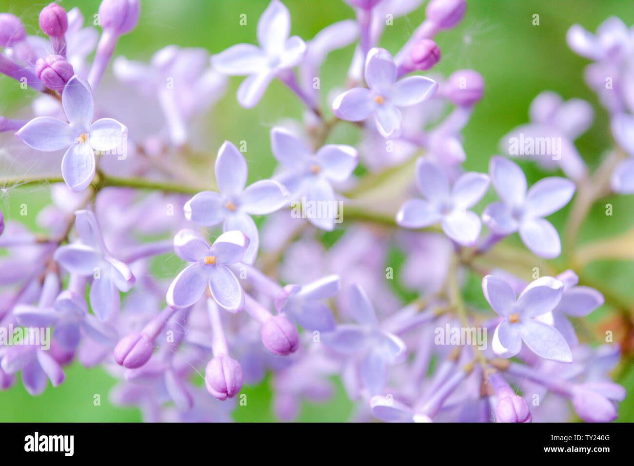 Lilac shrub flowers blooming in spring garden. Common lilac Syringa ...