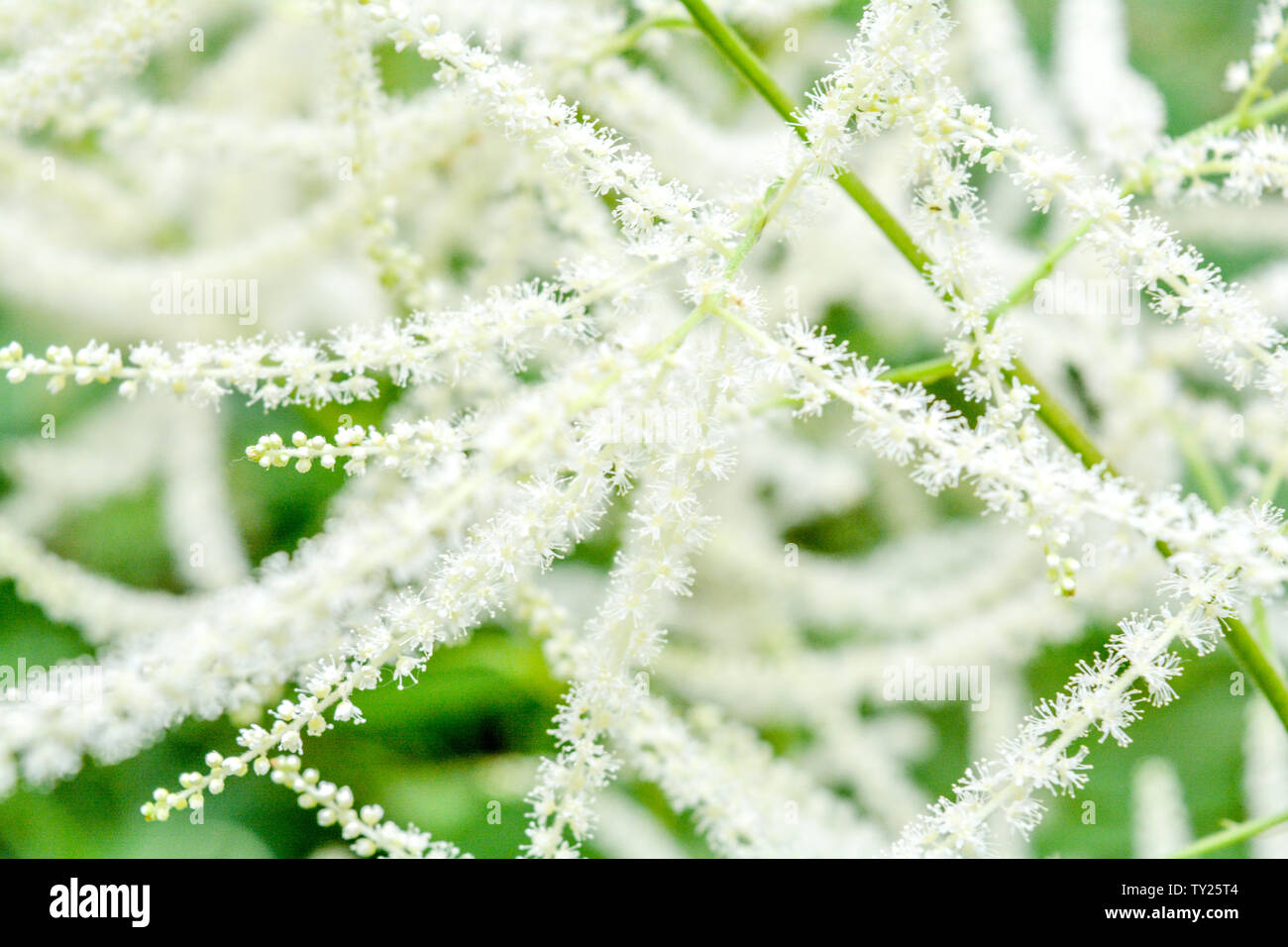 Aruncus dioicus or goat's beard white plant close up with green. Fluffy ...