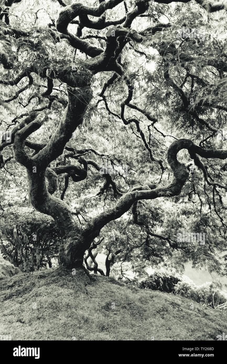 Beautiful curvy tree on top of a steep hazardous terrain Stock Photo ...