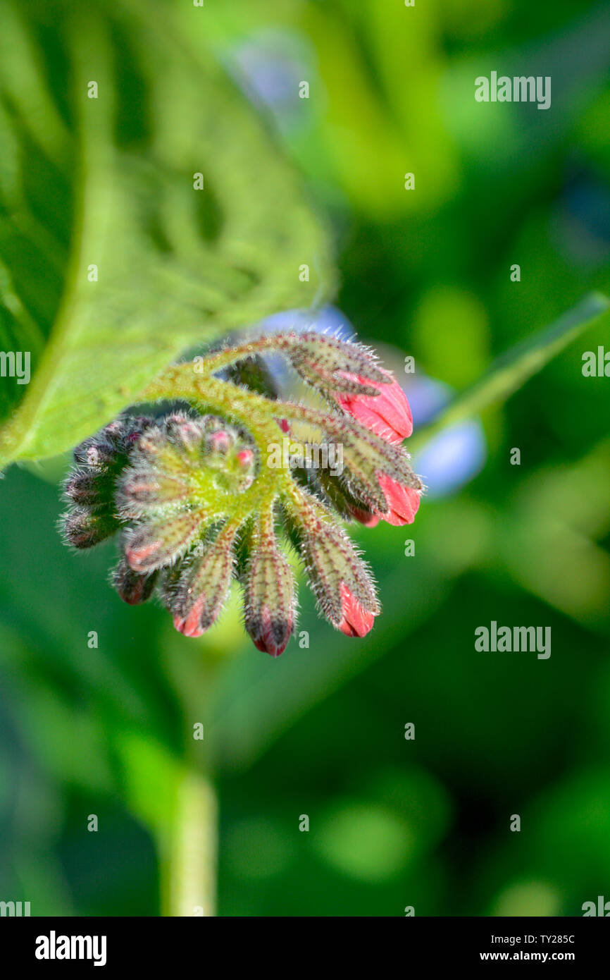 Closeup macro view of young spiraling stem of a wild plant with bunch ...