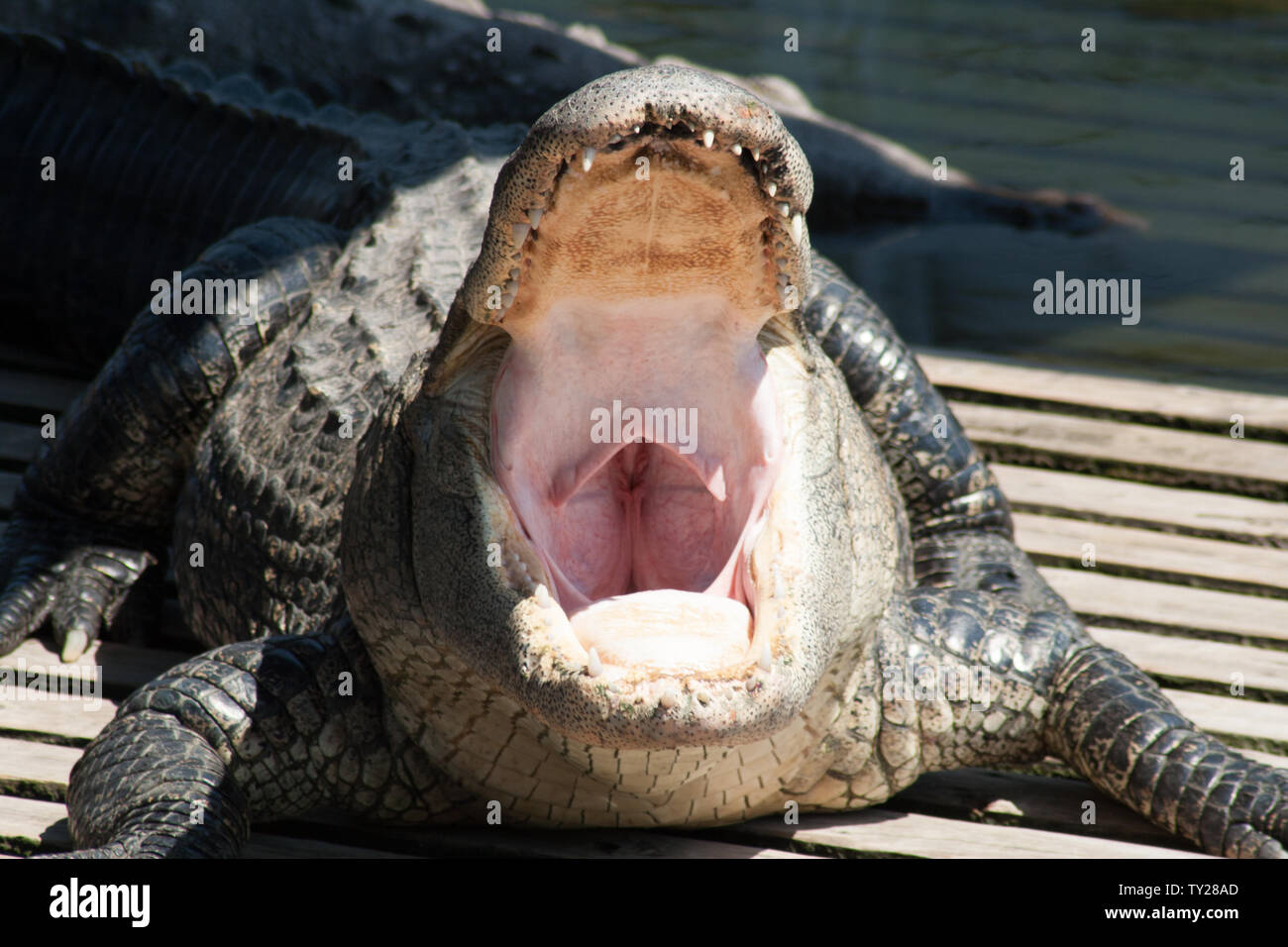 Yawning Alligator, Florida Stock Photo - Alamy