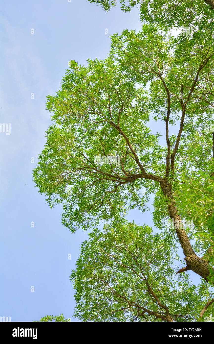 Willow tree branches with fresh green leaves on blue sky with clouds ...