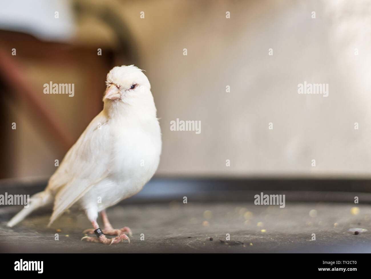 A beautiful white canary bird with bokeh Stock Photo - Alamy