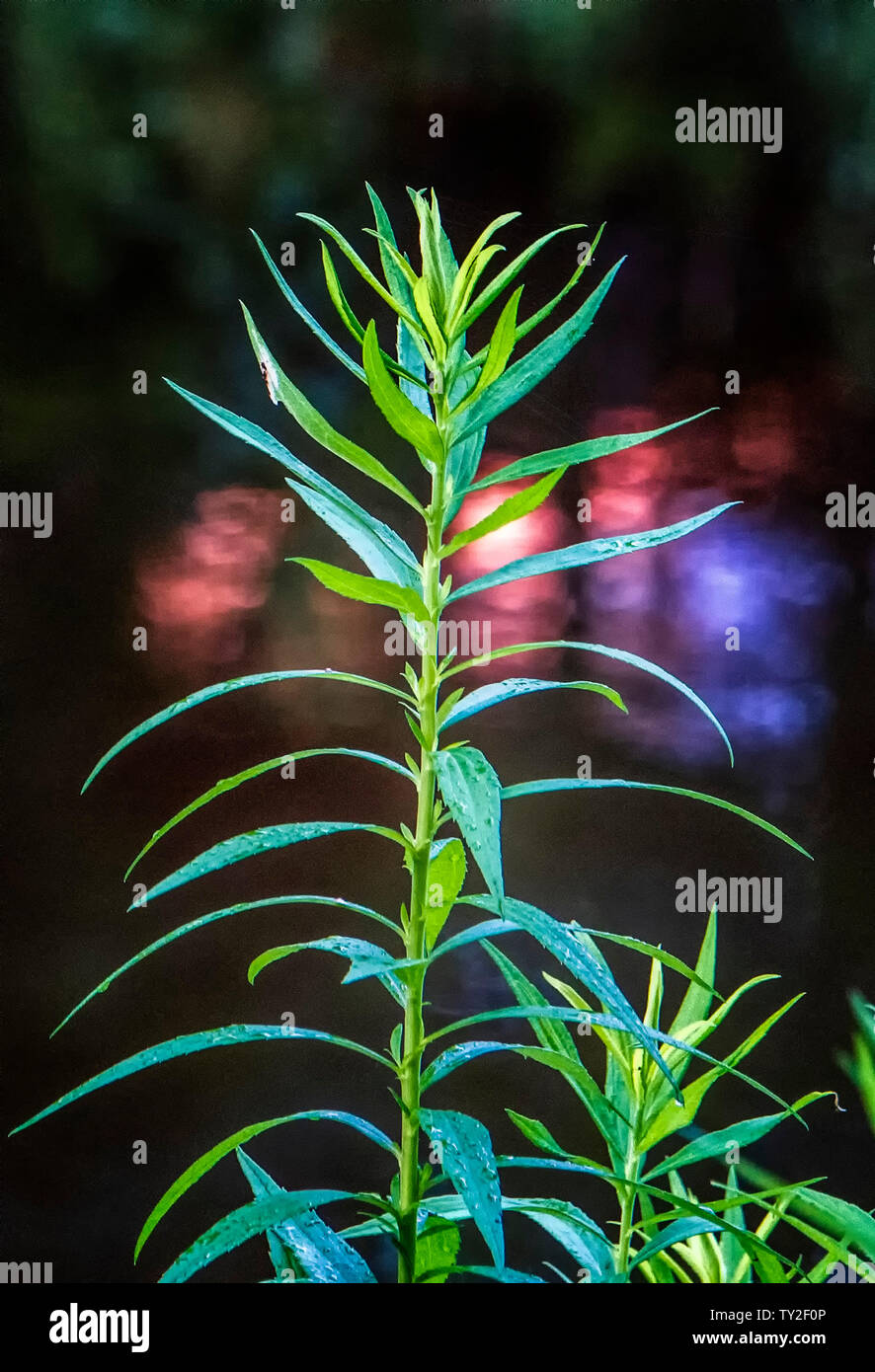 Shimmering glow hi-res stock photography and images - Alamy