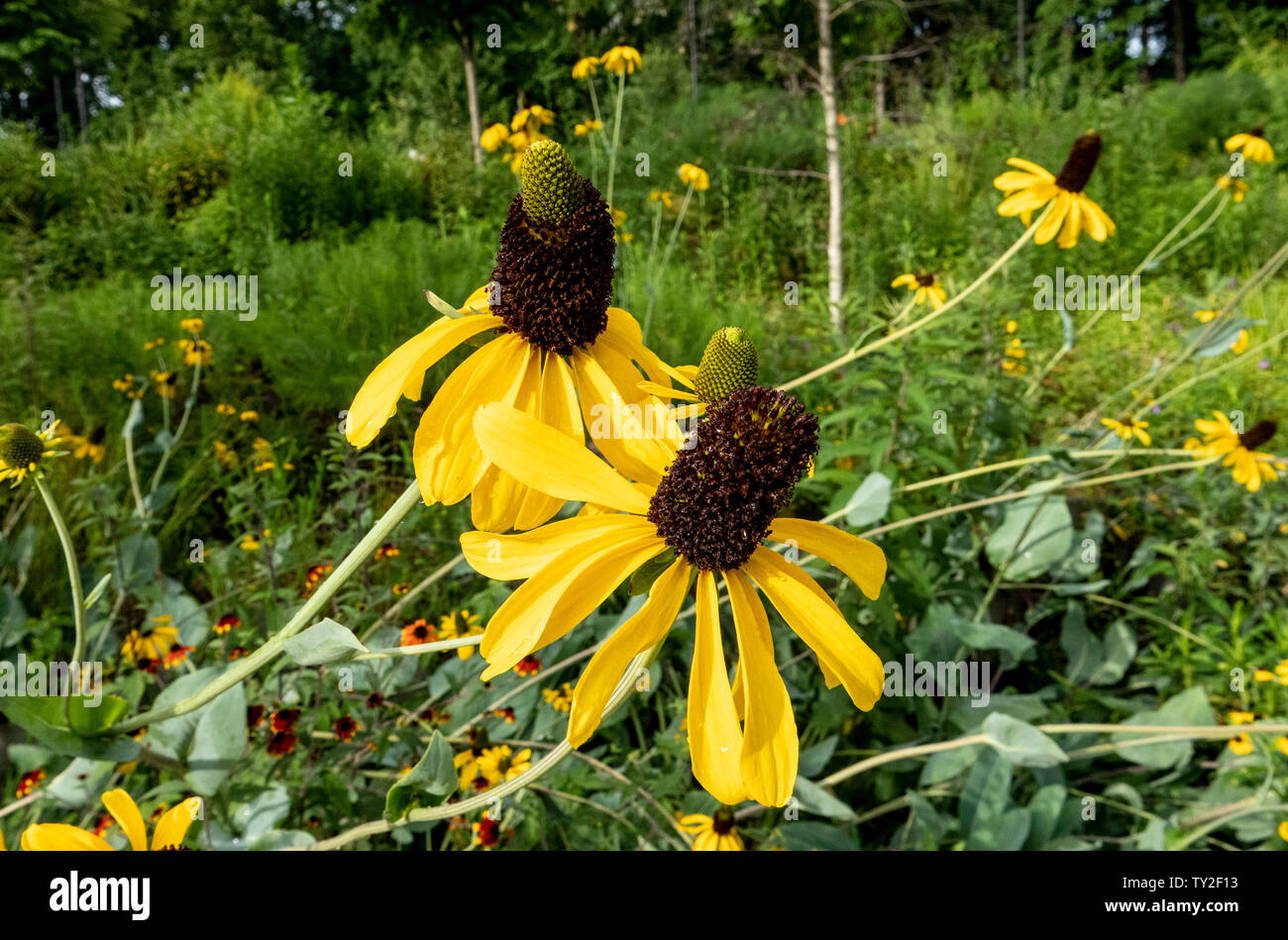 Coneheads hi-res stock photography and images - Alamy