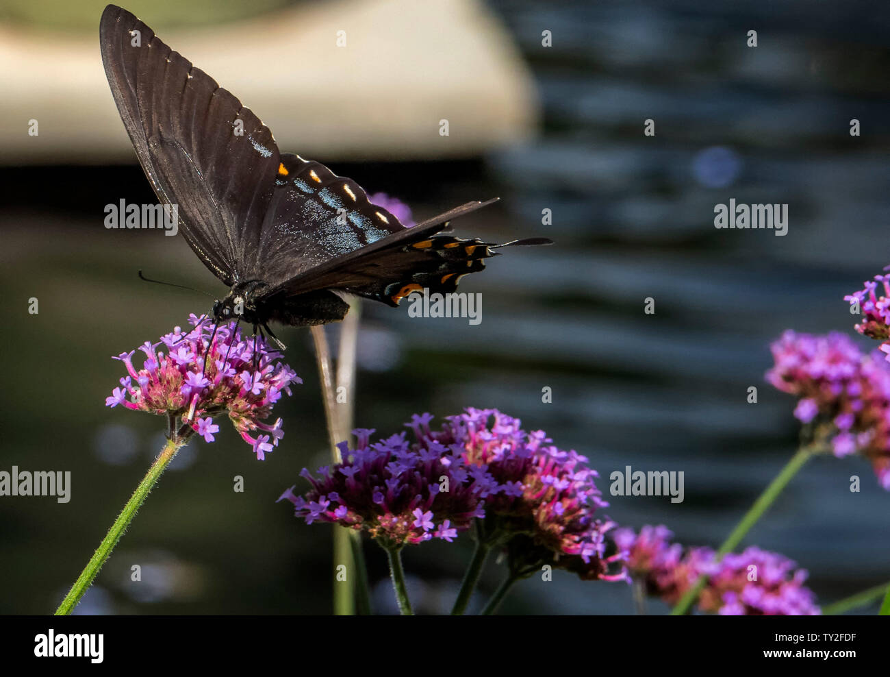 Polinator insect hi-res stock photography and images - Alamy