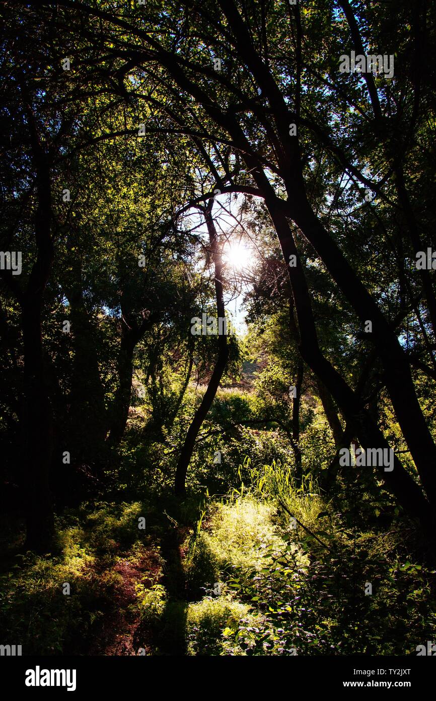Beautiful scenery of an amazing wild forest with breathtaking greenery ...