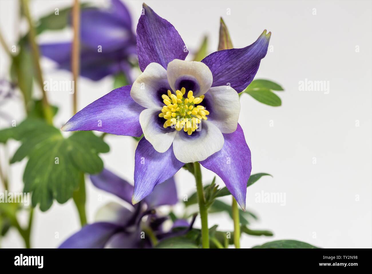Rocky mountain columbine hi-res stock photography and images - Alamy