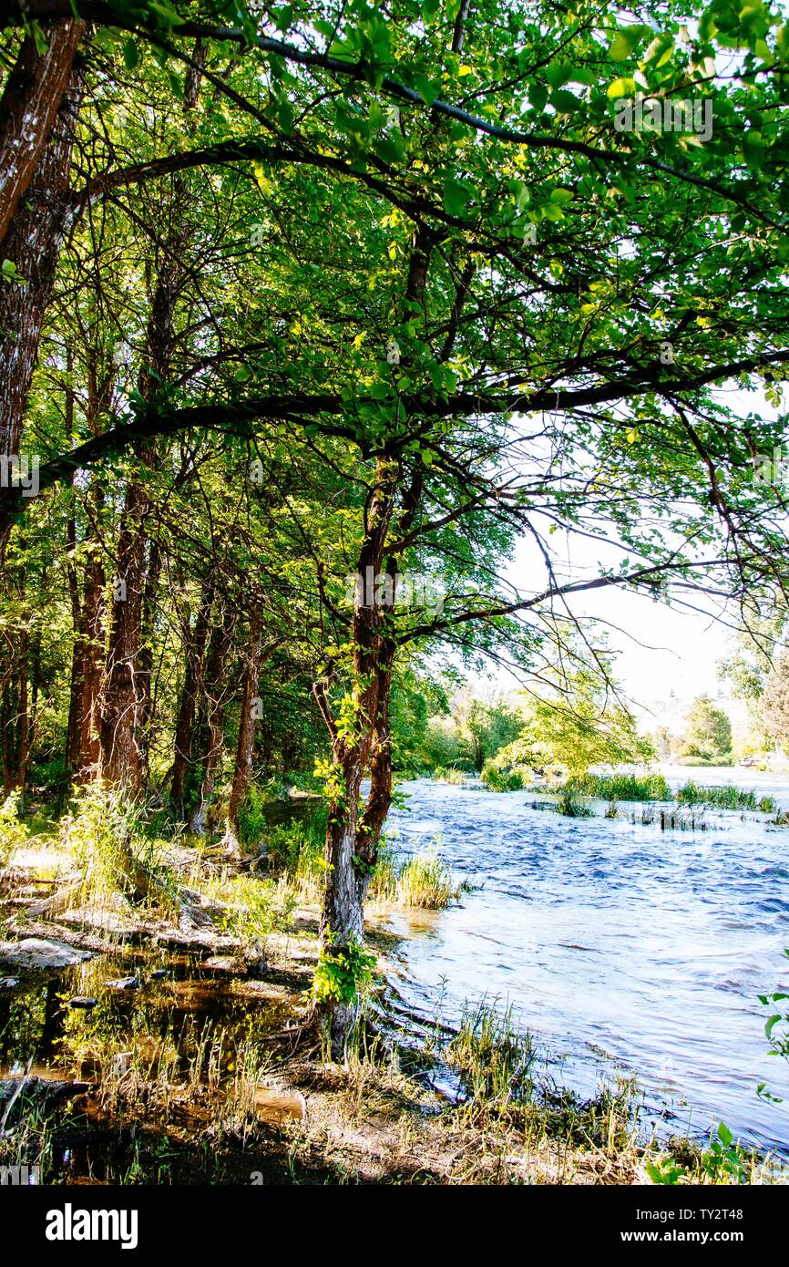 Beautiful scenery of an amazing wild forest with breathtaking greenery ...
