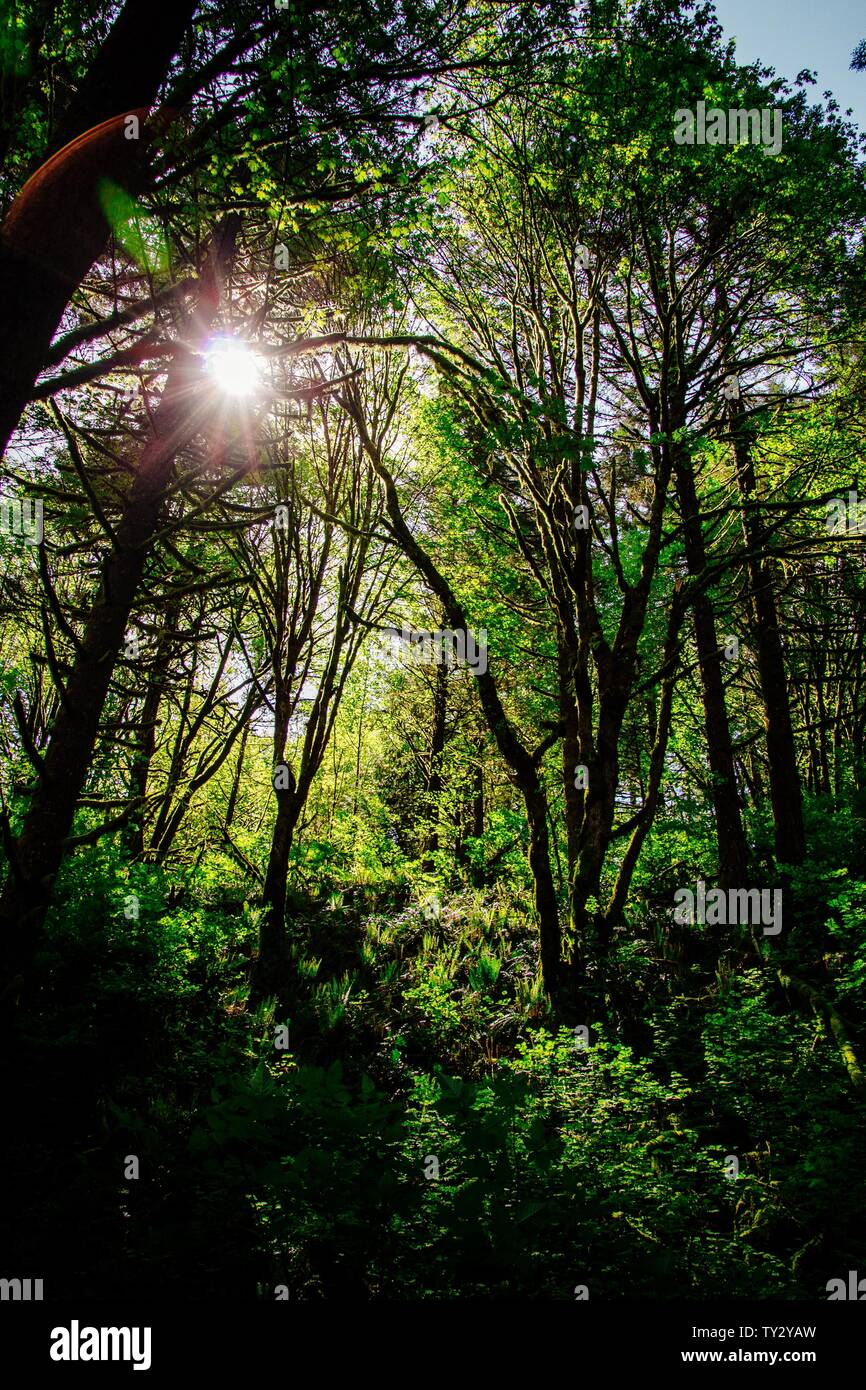 Beautiful scenery of an amazing wild forest with breathtaking greenery ...