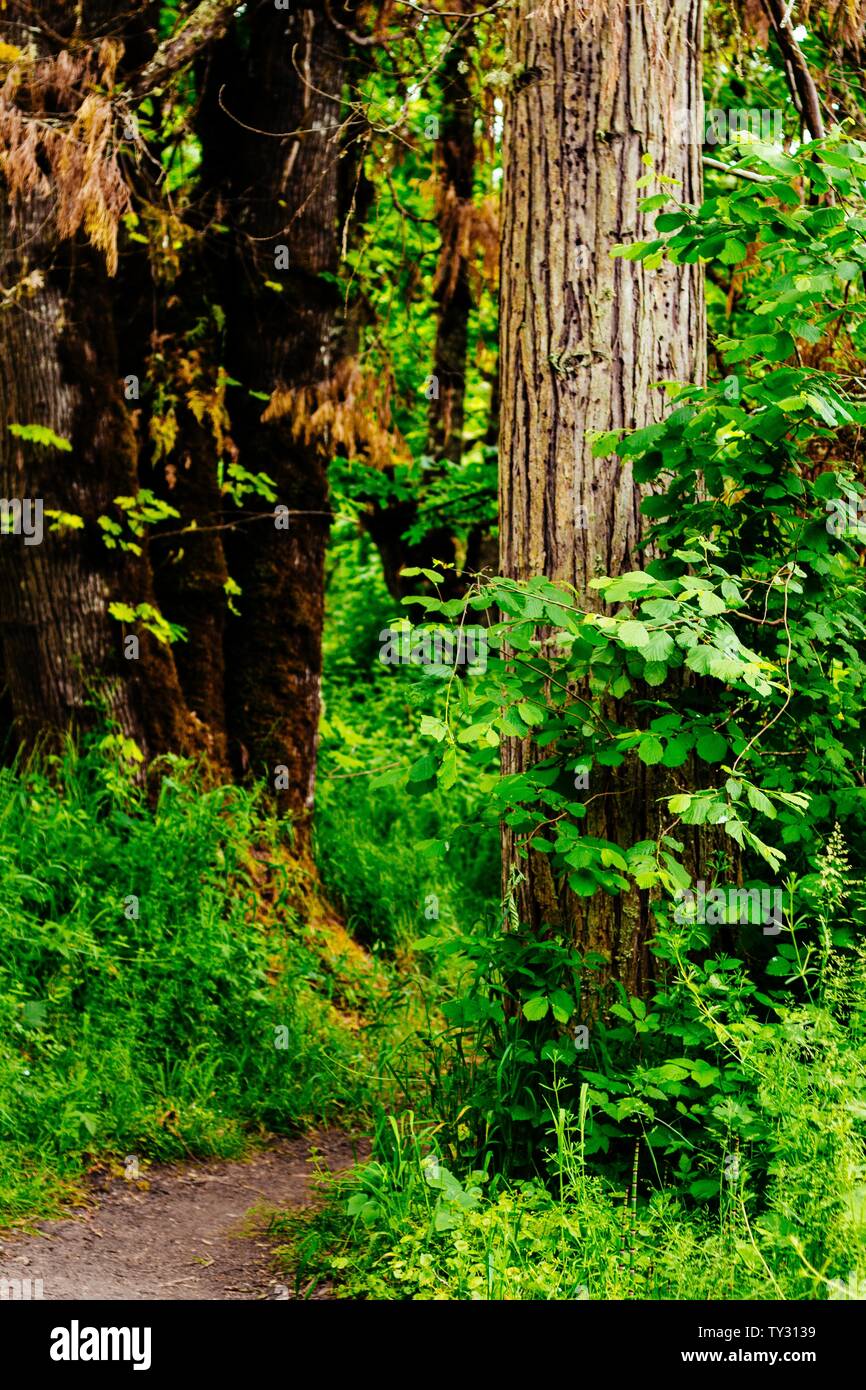 Beautiful scenery of an amazing wild forest with breathtaking greenery ...