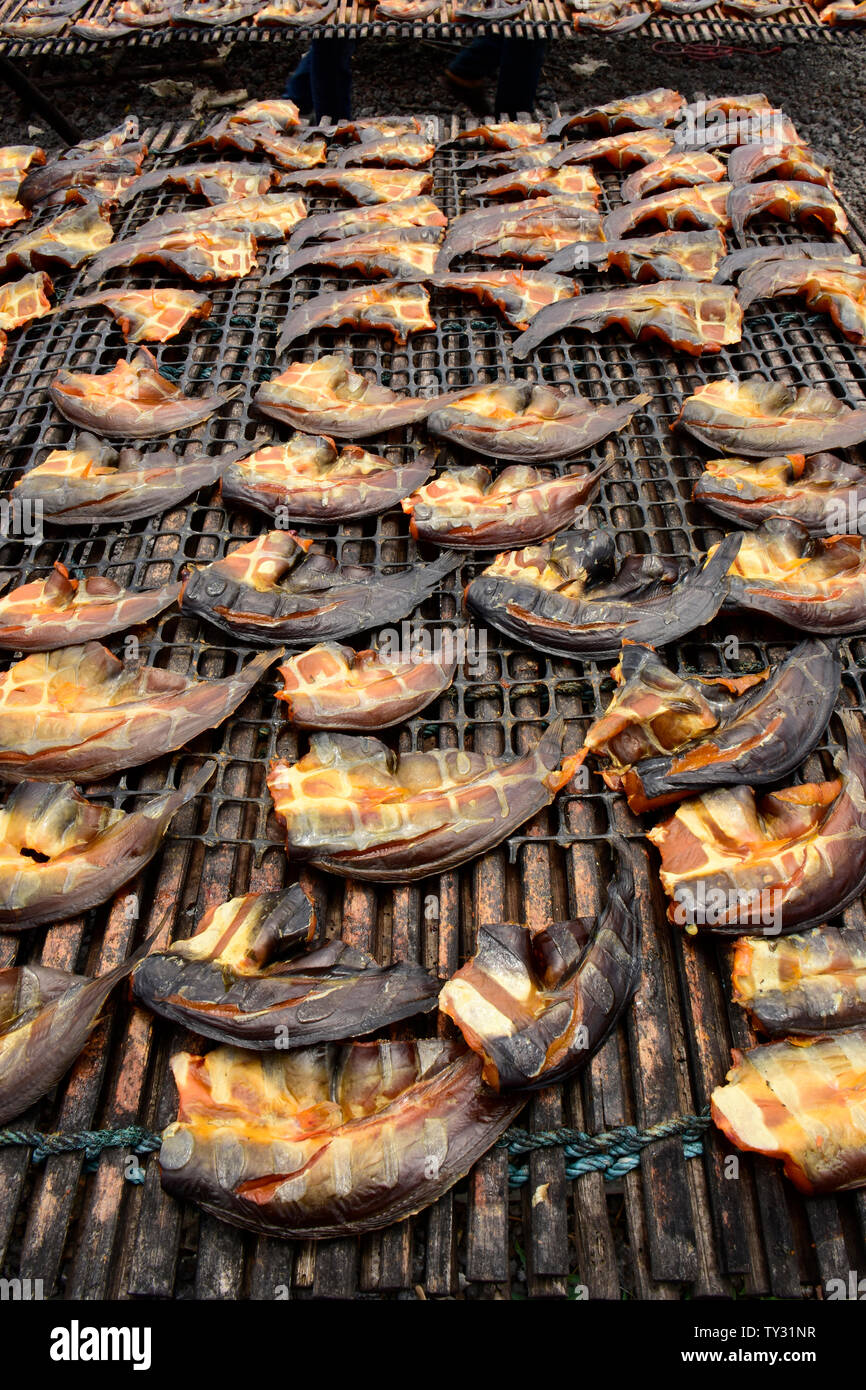 Recently caught fish, dressed and drying in the warm sunshine, here on ...