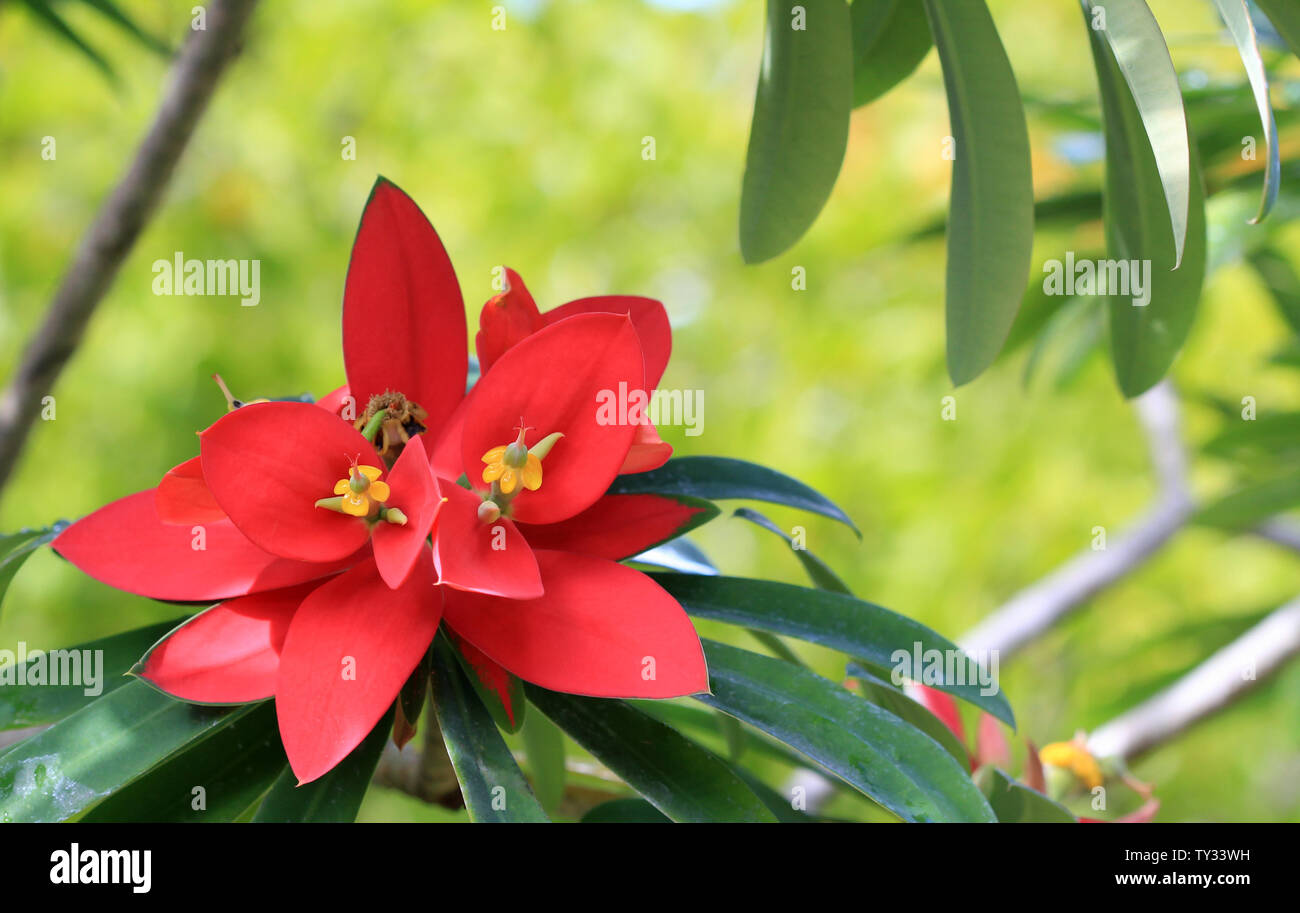 Jamaican flora hi-res stock photography and images - Alamy