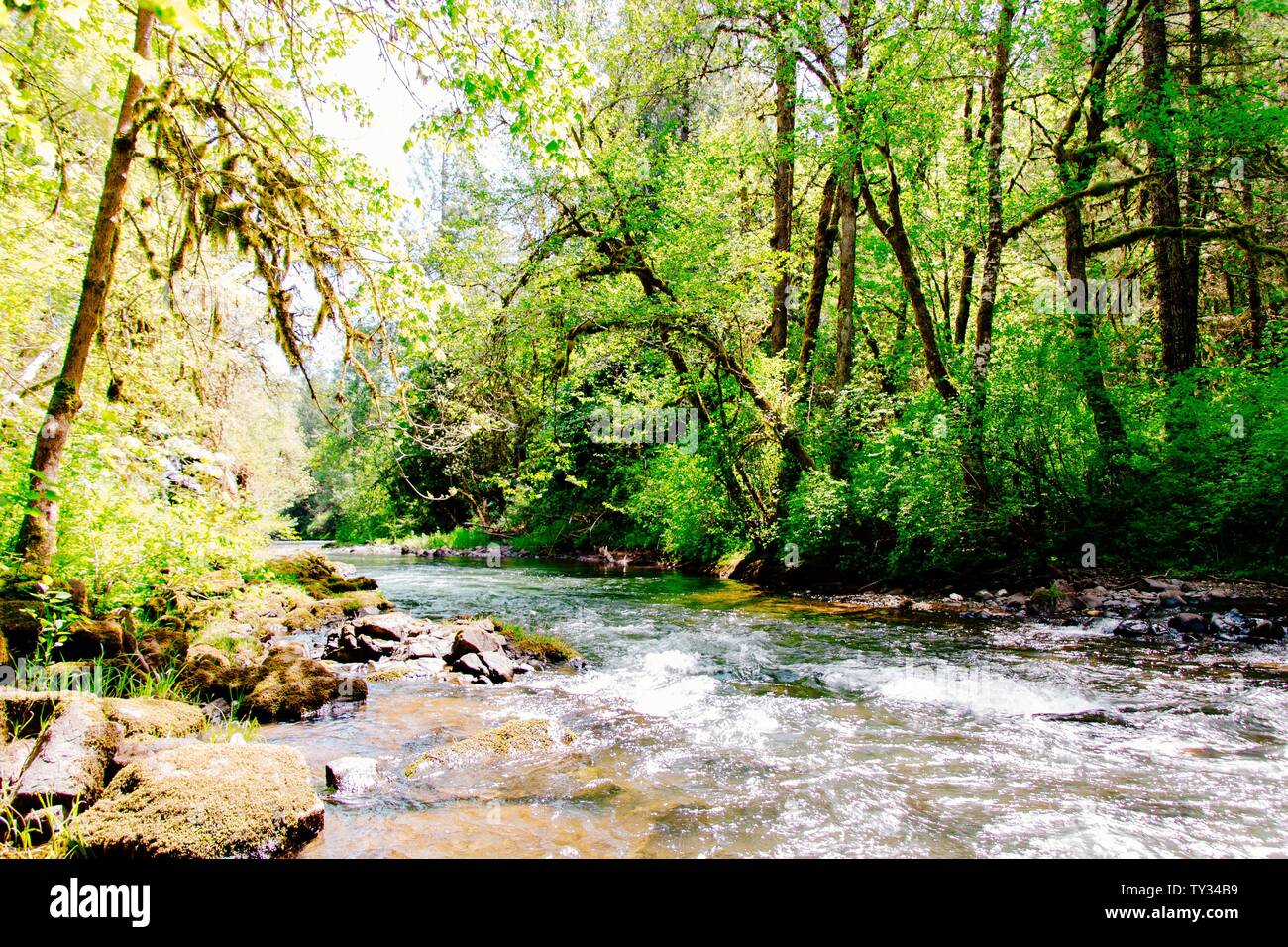 Beautiful scenery of an amazing wild forest with breathtaking greenery ...