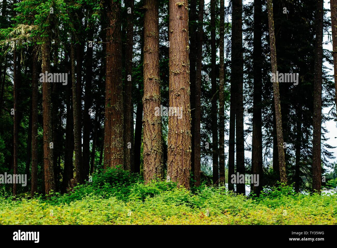 Beautiful scenery of an amazing wild forest with breathtaking greenery ...