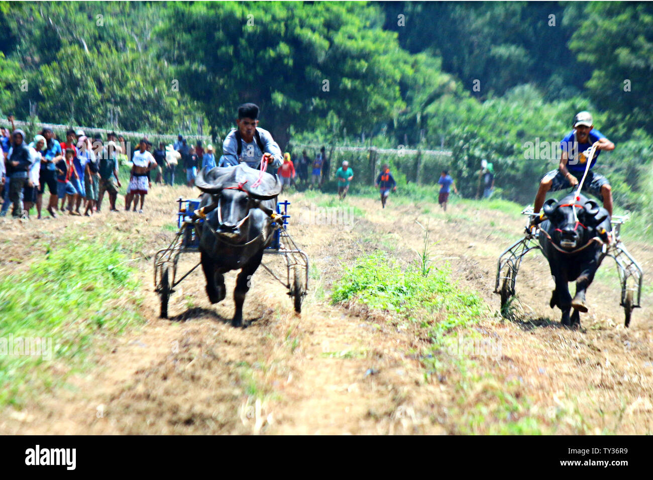 Philippines. 24th June, 2019. Farmers participated at Carabao Race as ...
