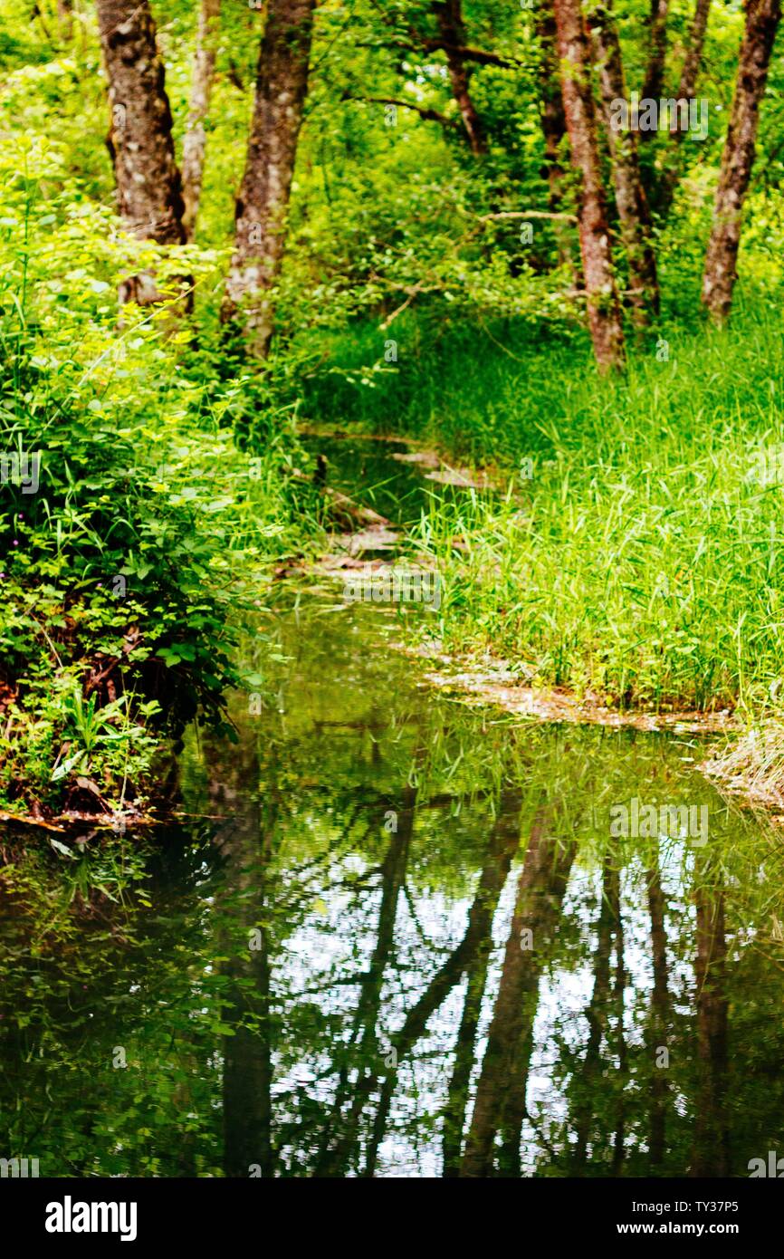 Beautiful scenery of an amazing wild forest with breathtaking greenery ...