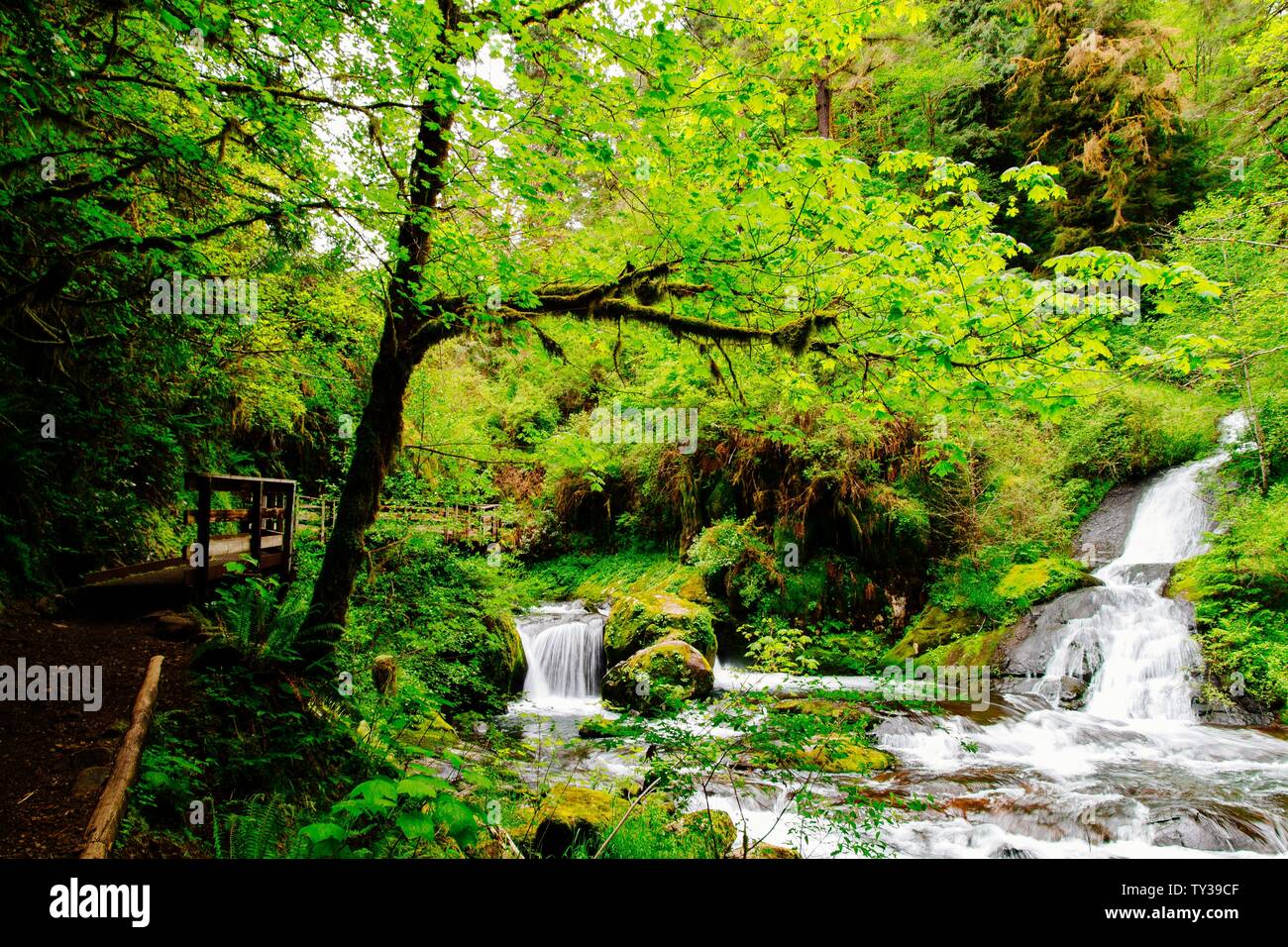 Beautiful scenery of an amazing wild forest with breathtaking greenery ...