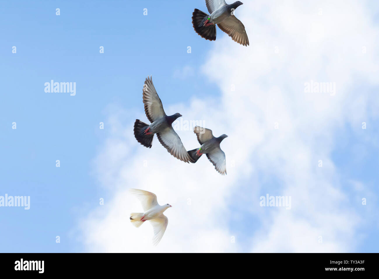 flock of homing pigeon bird flying with freedom against cloudy sky ...
